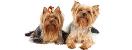 Perros mini y sus características - Pet Phone - Tienda de Mascotas